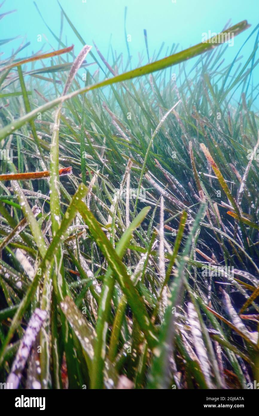 Underwater Green Sea Grass, Sea Grass Underwater Stock Photo - Alamy