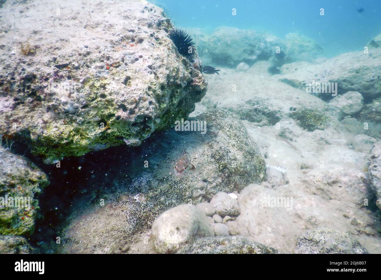 Comber Fish (Serranus cabrilla) Underwater Scene, Underwater Life Stock ...