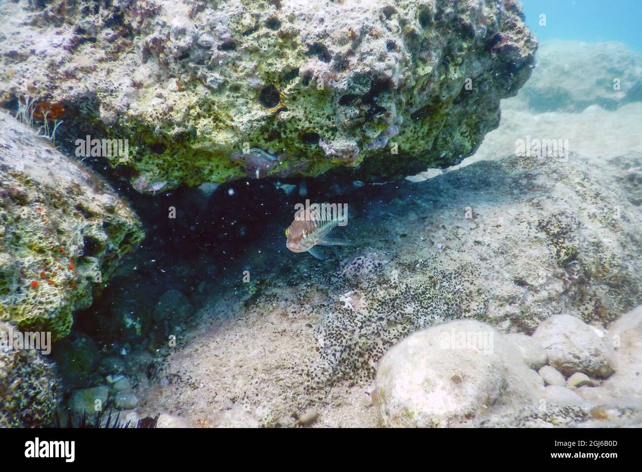 Comber Fish (Serranus cabrilla) Underwater Scene, Underwater Life Stock ...