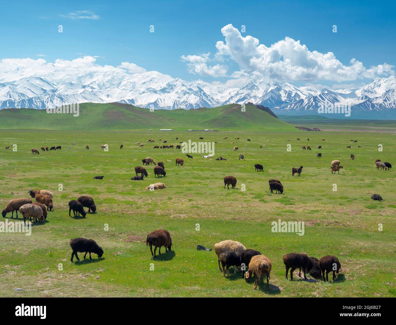 Sheeps in the Alay Valley in front of the Trans-Alay Range in the Pamir ...
