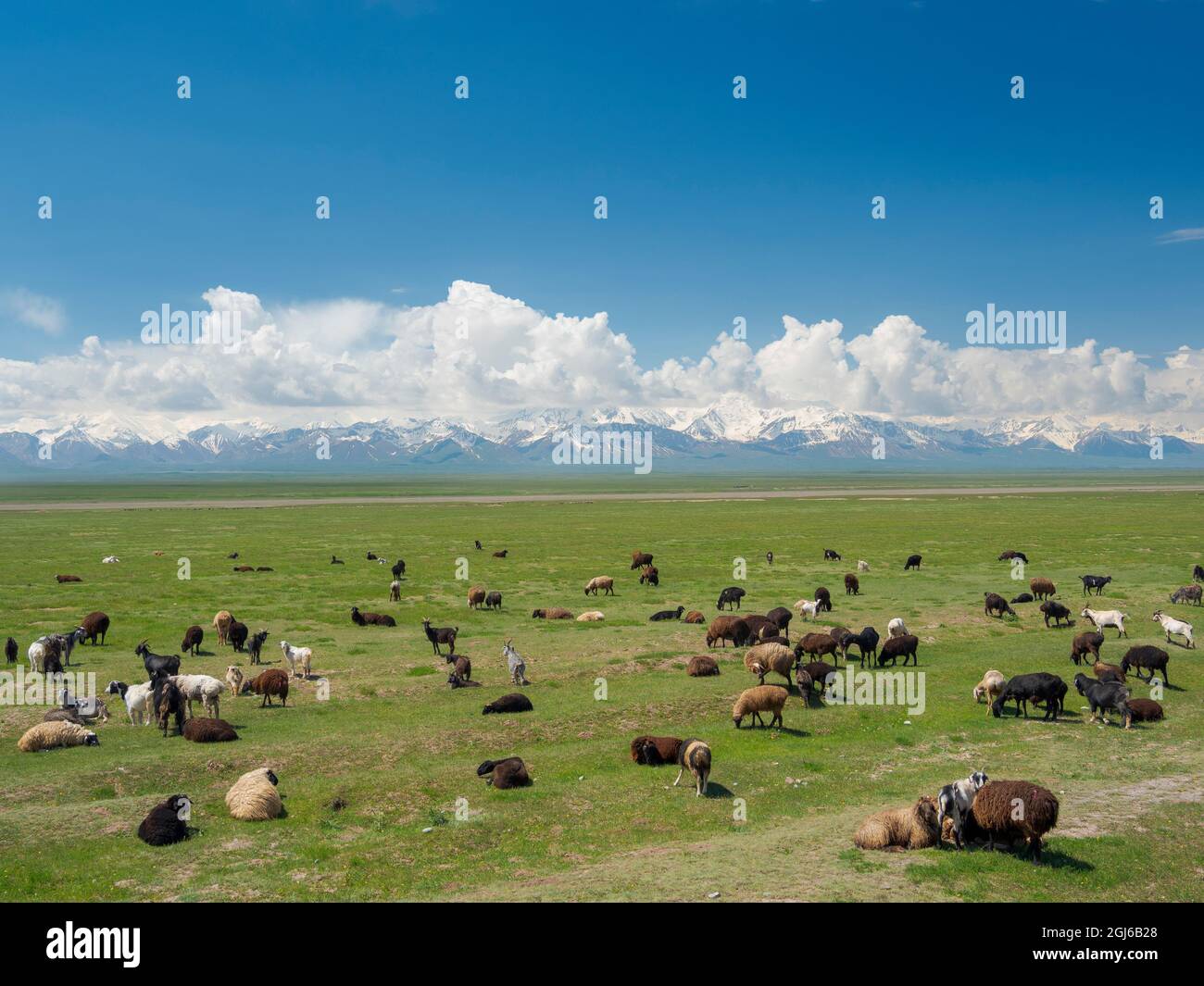 Sheeps in the Alay Valley in front of the Trans-Alay Range in the Pamir ...