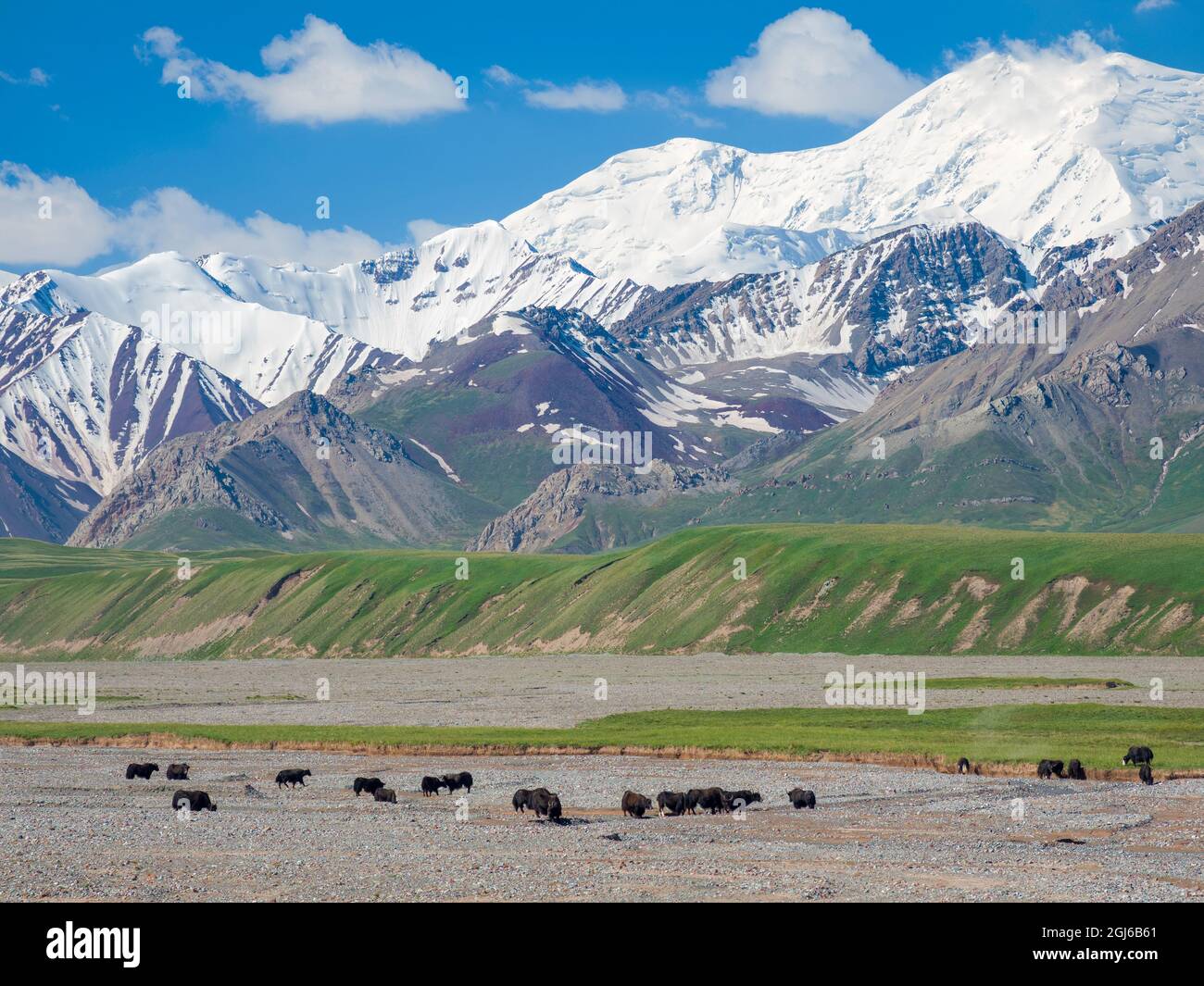 Domestic Yak on their summer pasture. Alaj Valley in front of the Trans ...
