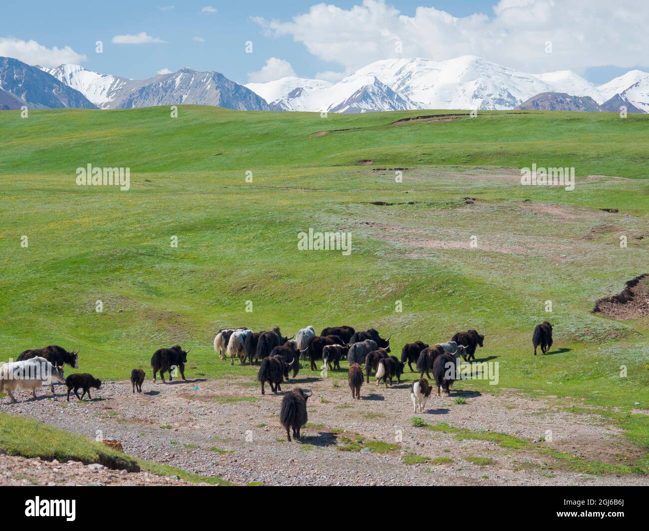 Domestic Yak on their summer pasture. Alaj Valley in front of the Trans ...