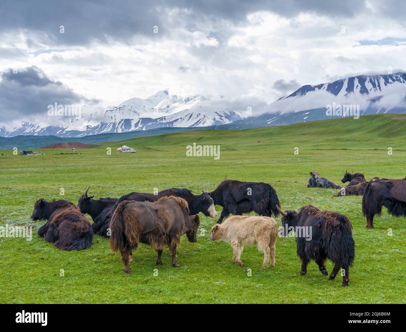 Domestic Yak on their summer pasture, typical Yurt of herders in the ...