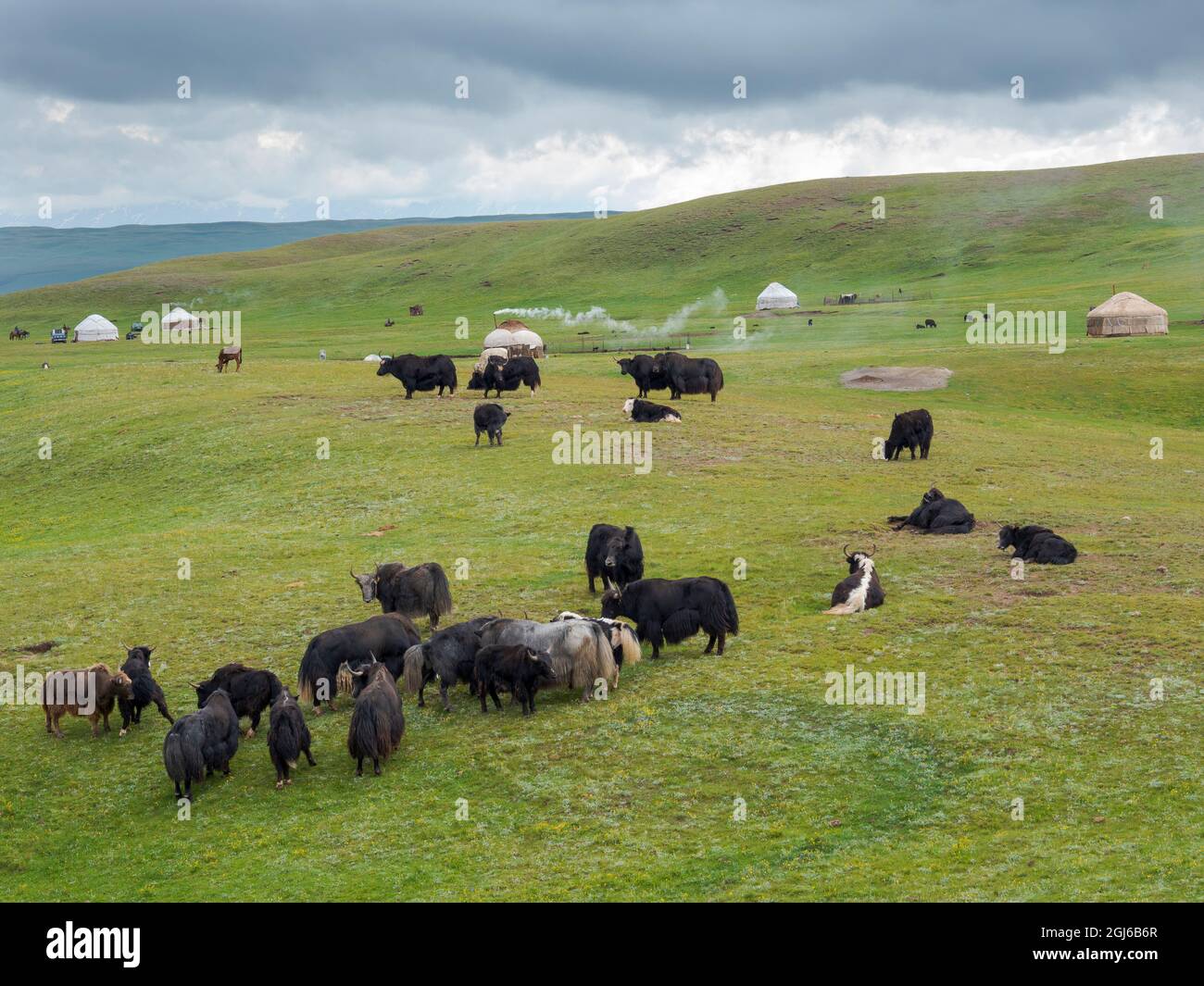 Domestic Yak on their summer pasture, typical Yurt of herders in the ...