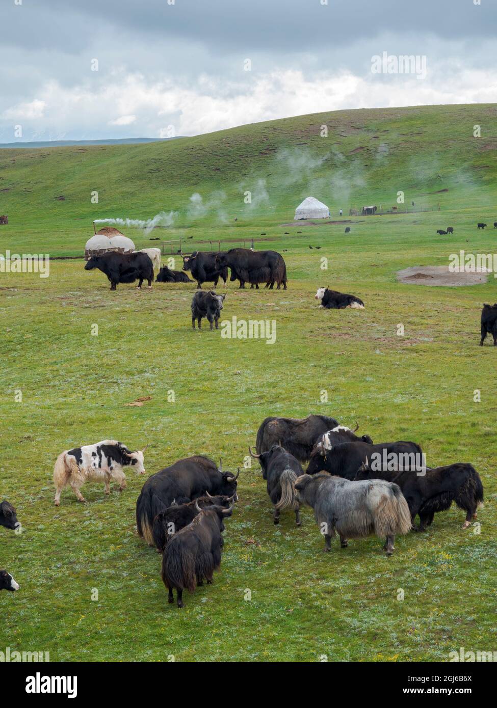 Domestic Yak on their summer pasture, typical Yurt of herders in the ...