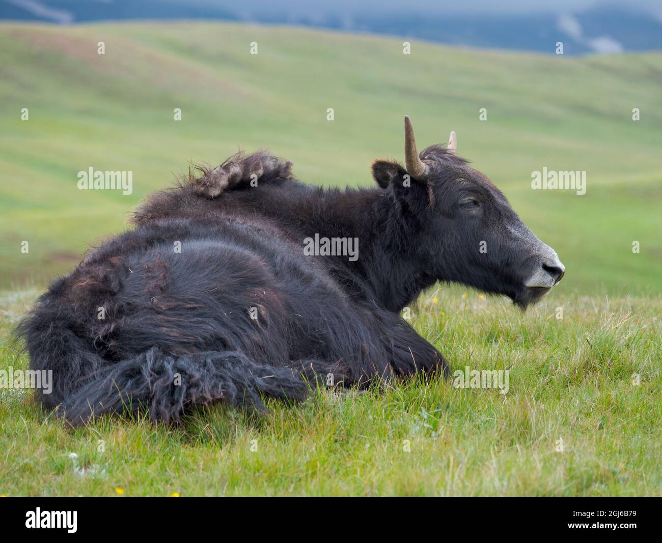 Domestic Yak on their summer pasture. Alaj Valley in the Pamir ...