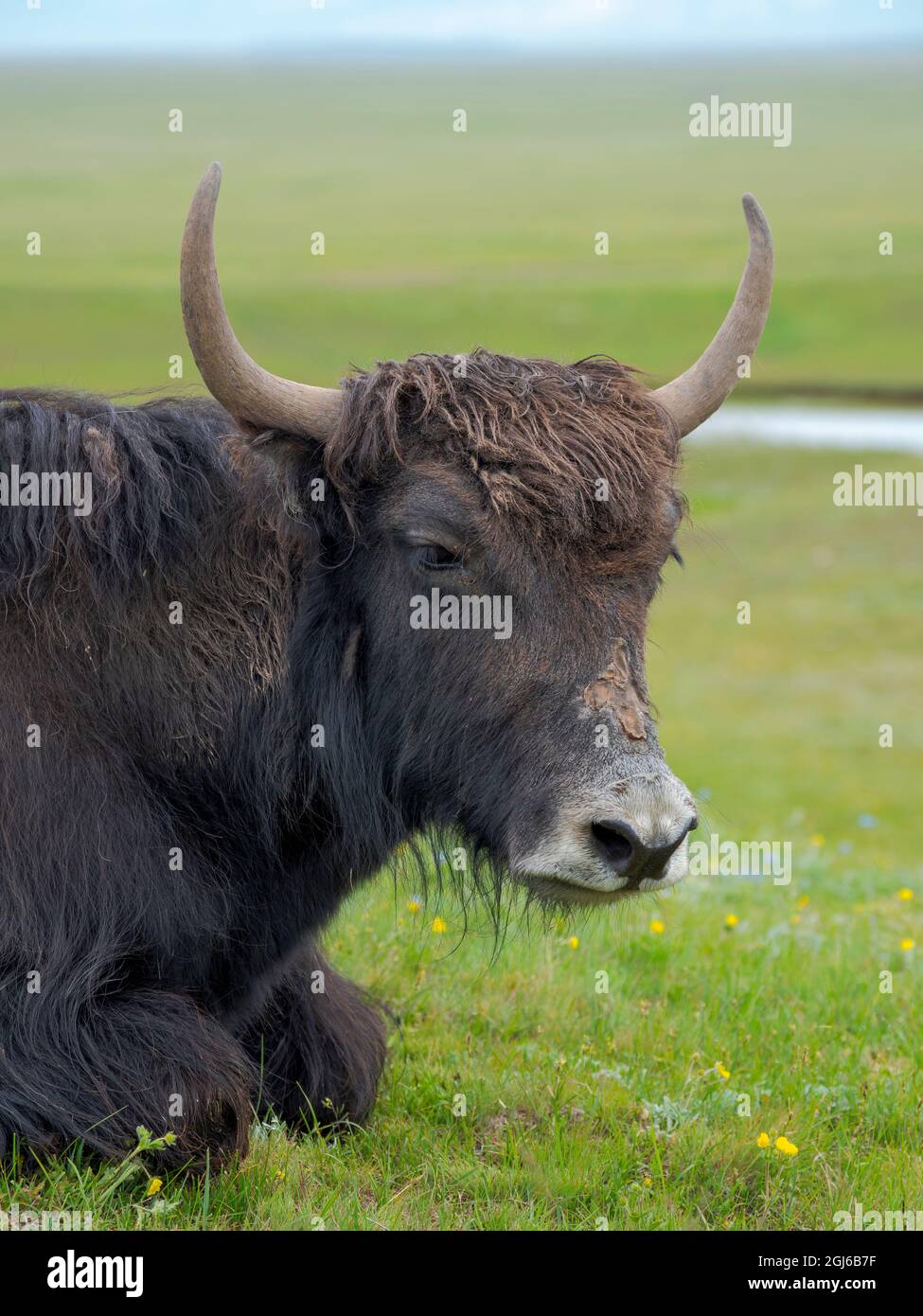 Domestic yak hi-res stock photography and images - Alamy