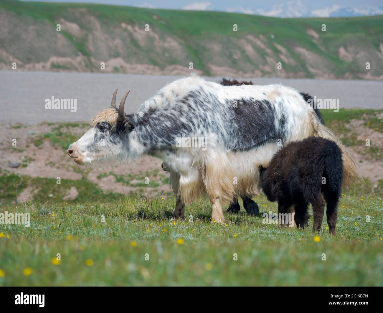 Domestic Yak on their summer pasture. Alaj Valley in the Pamir ...