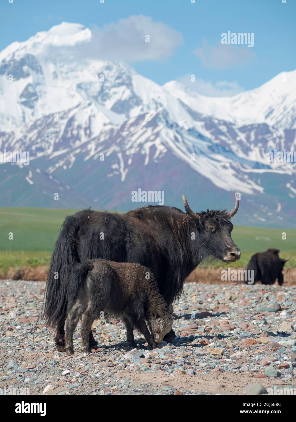 Domestic Yak on their summer pasture. Alaj Valley in front of the Trans ...