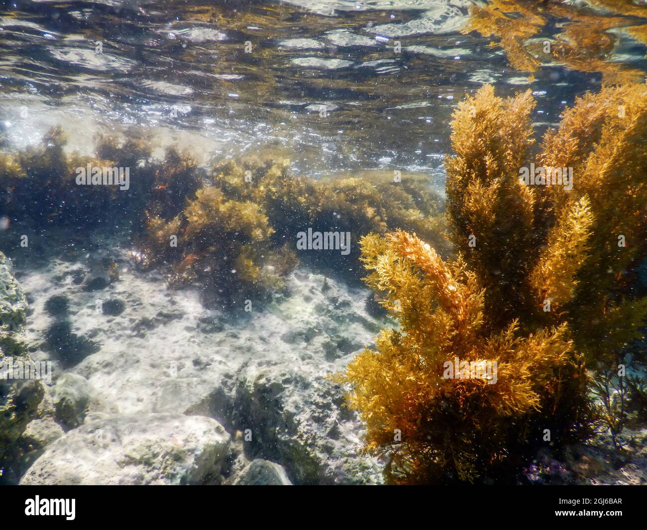 Forest of Seaweed, Seaweed Underwater, Seaweed Shallow Water near ...