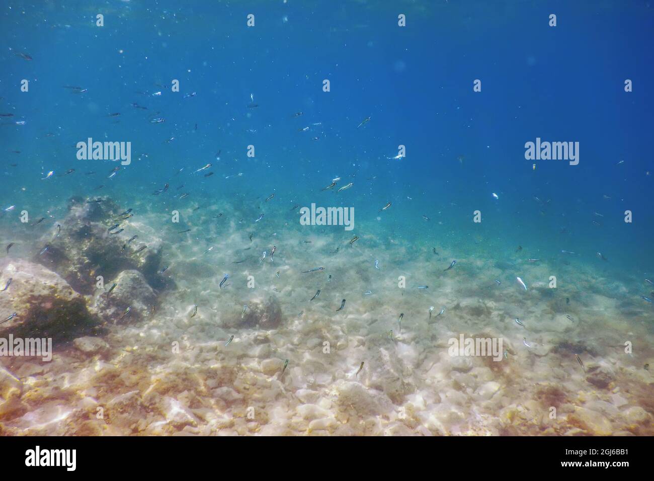 Underwater Scene Sunlight, fish Underwater Life Stock Photo - Alamy