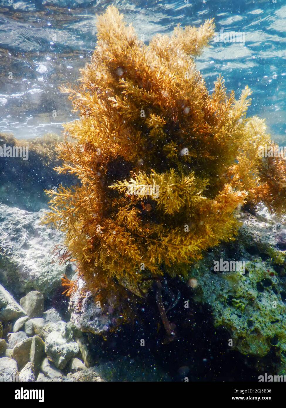 Forest of Seaweed, Seaweed Underwater, Seaweed Shallow Water near ...