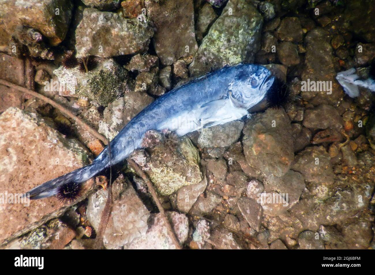 Bottom ocean decay hi-res stock photography and images - Alamy