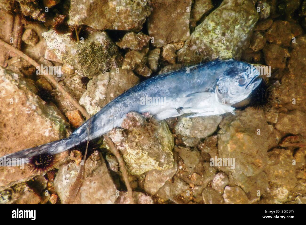 Dead Fish Lying at Bottom of the Ocean, Ocean Environmental Destruction ...
