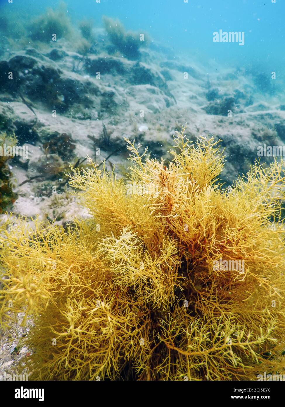 Forest of Seaweed, Seaweed Underwater, Underwater Scene Stock Photo - Alamy
