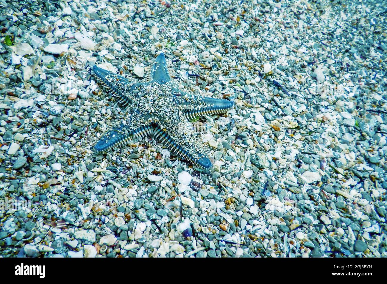 Starfish on the Seabed, Underwater Star Fish Stock Photo - Alamy