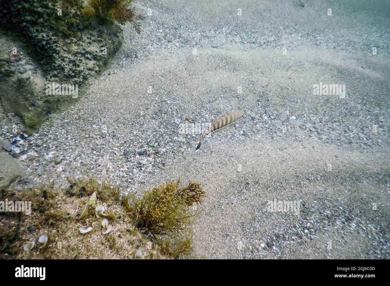Comber Fish (Serranus cabrilla) Underwater Scene, Underwater Life Stock ...