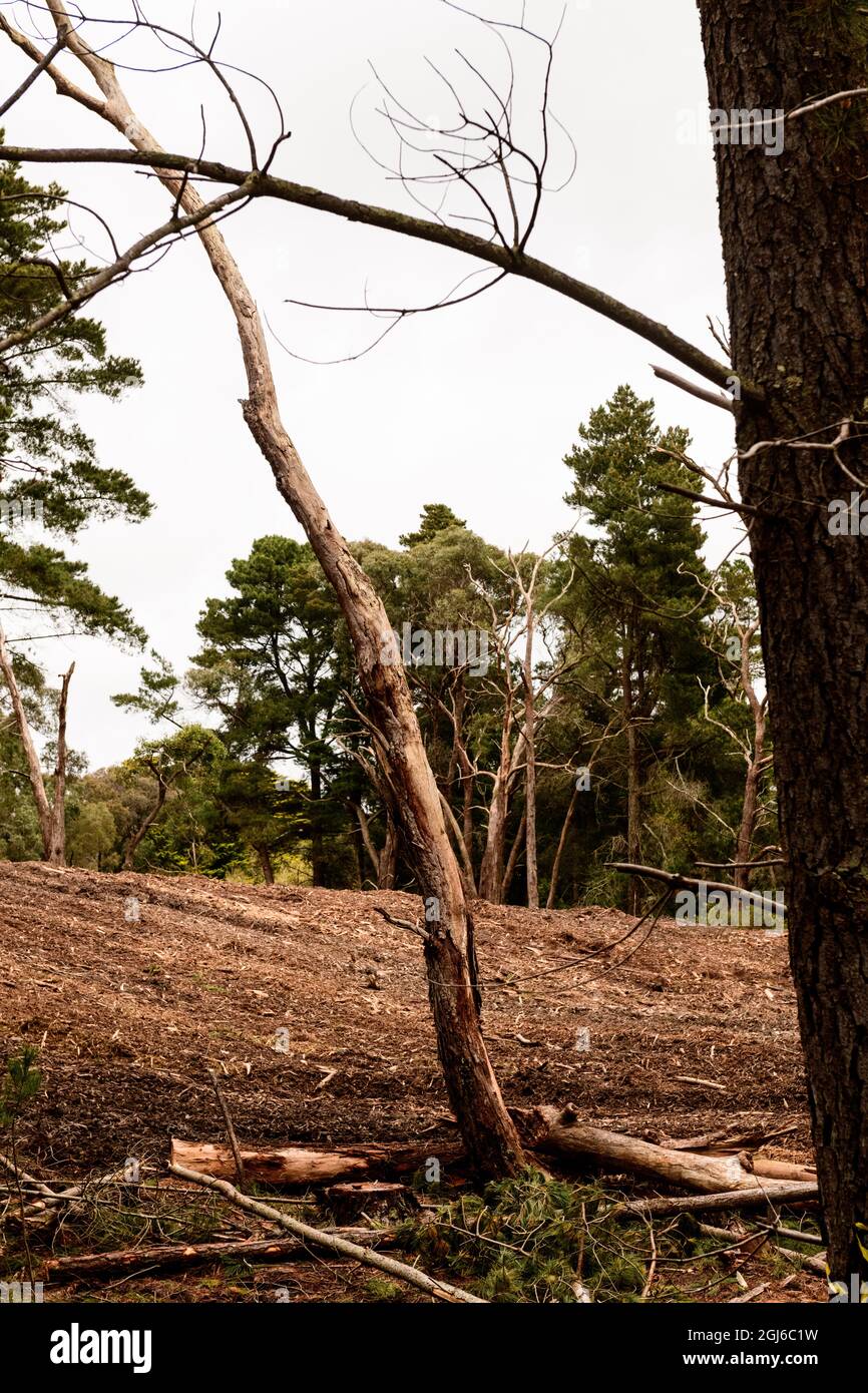 Wildlife trees housing hi-res stock photography and images - Alamy