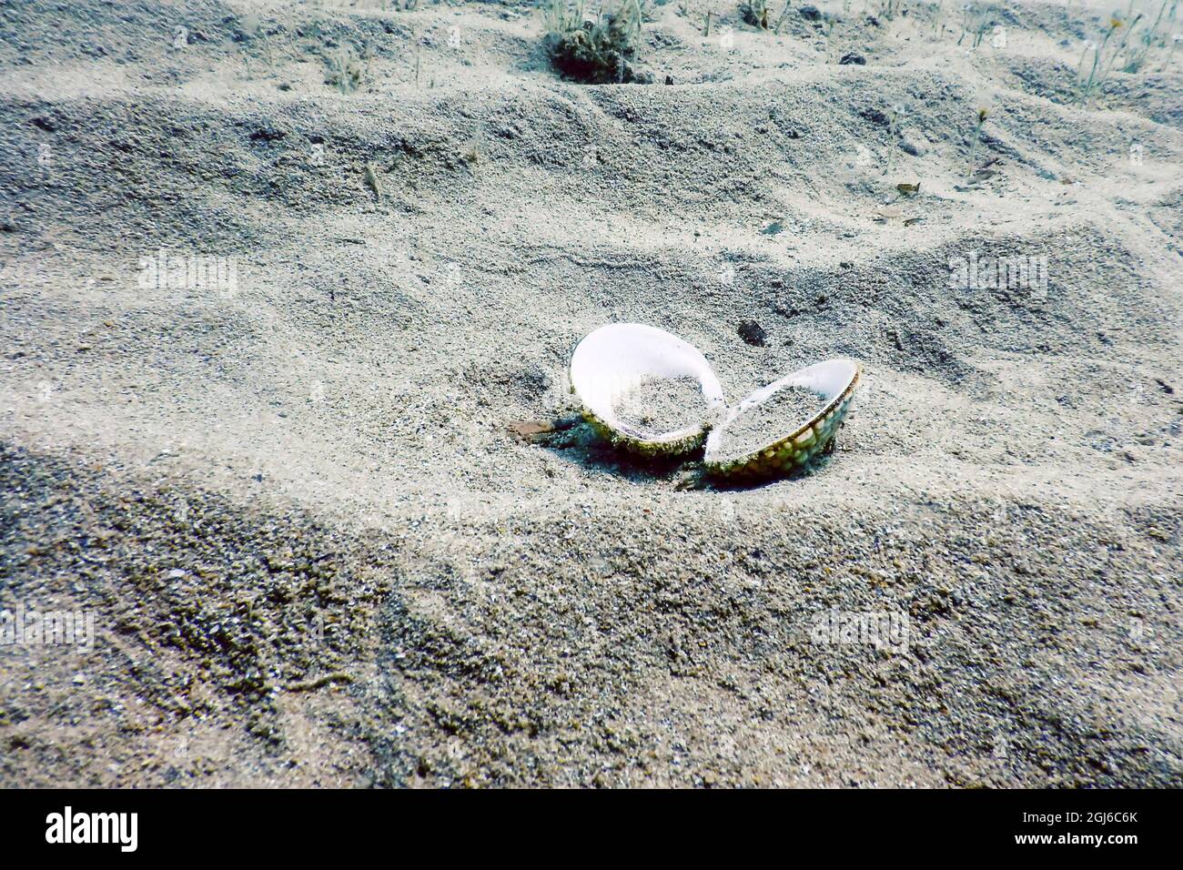 Seashell Laying on Sandy Seabed (Acanthocardia tuberculata) Underwater ...