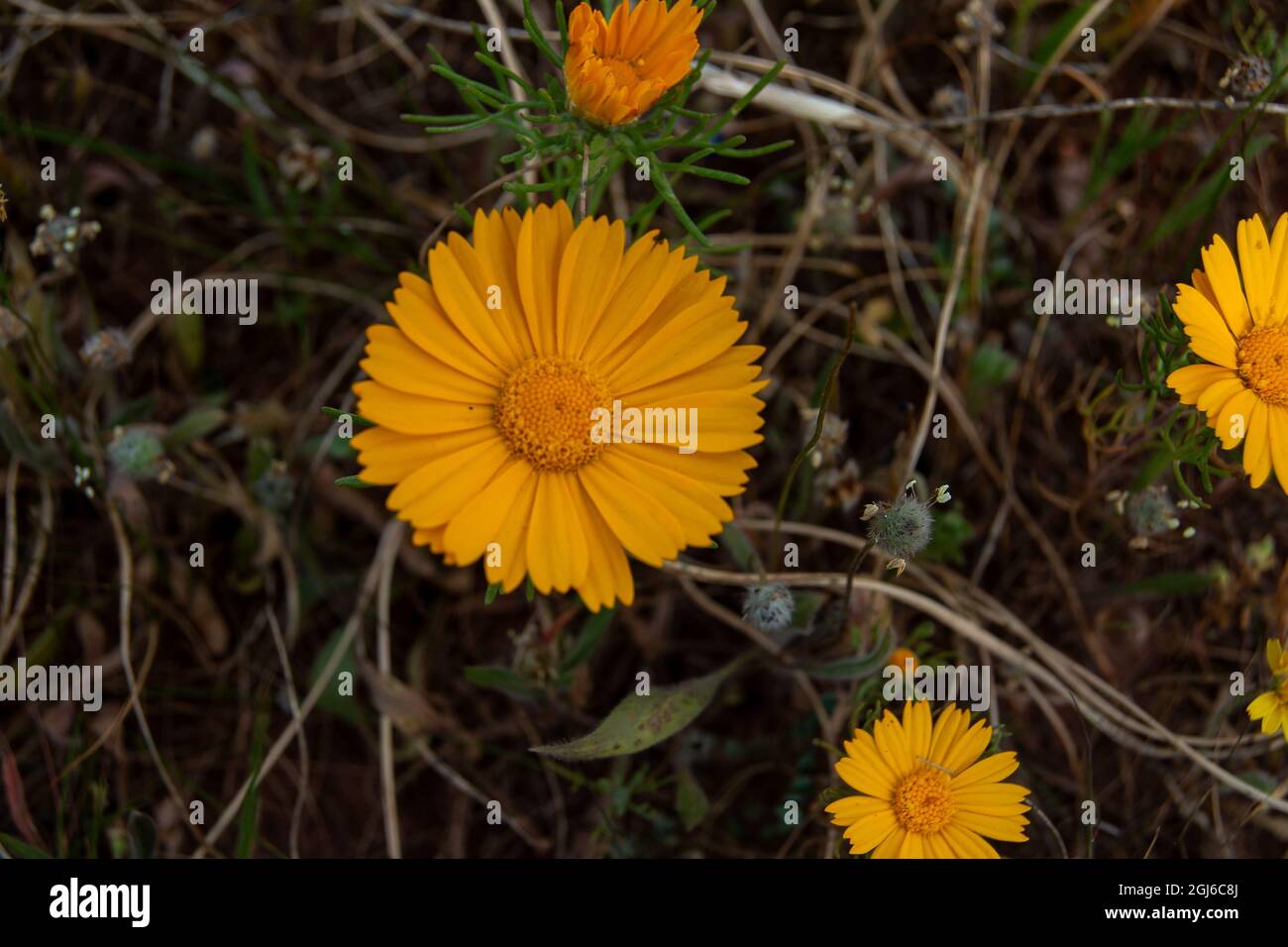 Cladanthus arabicus. Cladanto Stock Photo - Alamy