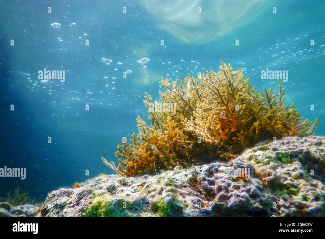 Seaweed, Seaweed Underwater, Seaweed Shallow Water near surface Stock ...