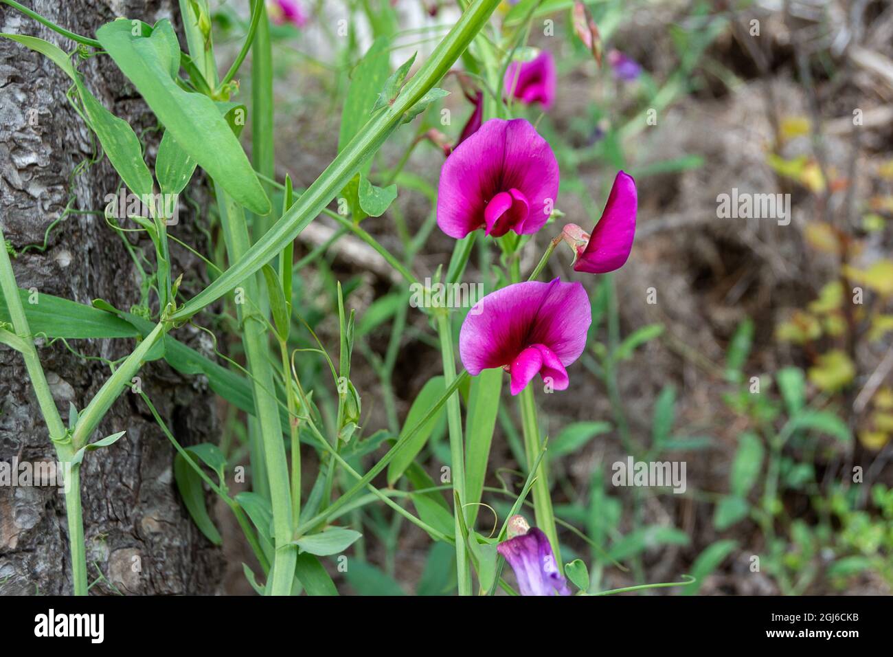 Peavine lathyrus latifolius hi-res stock photography and images - Alamy