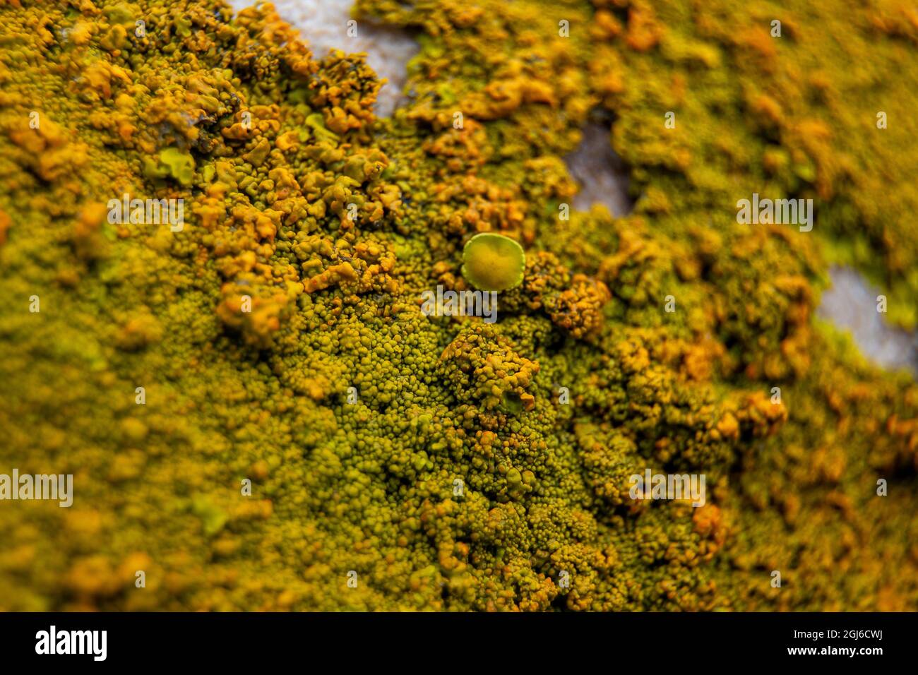 Parietinus hi-res stock photography and images - Alamy