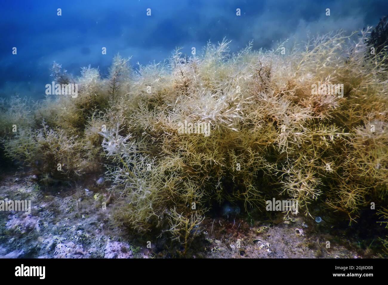 Forest of Seaweed, Seaweed Underwater, Underwater Scene Stock Photo - Alamy