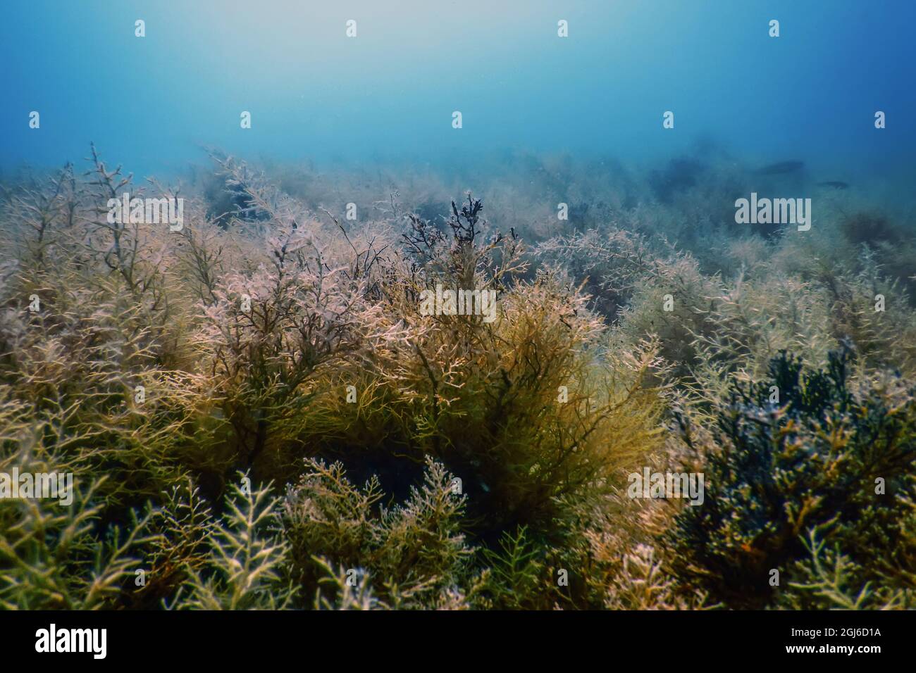 Forest of Seaweed, Seaweed Underwater, Underwater Scene Stock Photo - Alamy