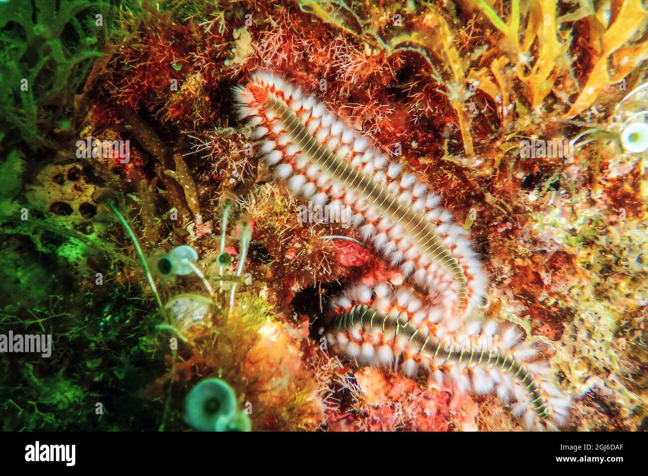 Hermodice carunculata italy hi-res stock photography and images - Alamy