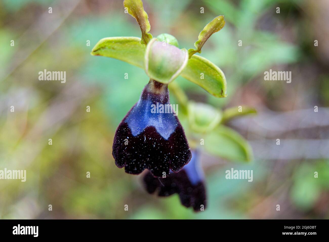 Saddle like lip hi-res stock photography and images - Alamy