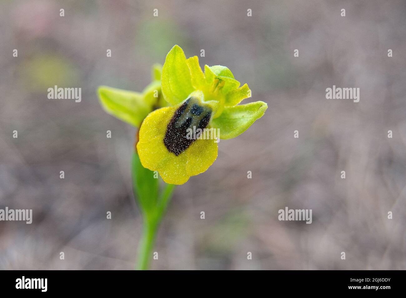 Ophrys lutea. yellow bee-orchid Stock Photo - Alamy