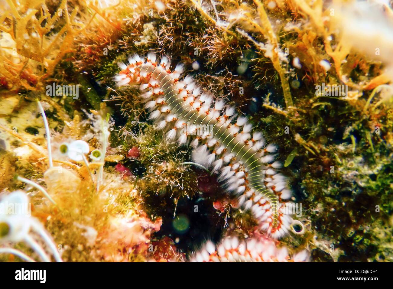 Bearded Fireworm (Hermodice carunculata) Underwater Mediterranean Sea ...