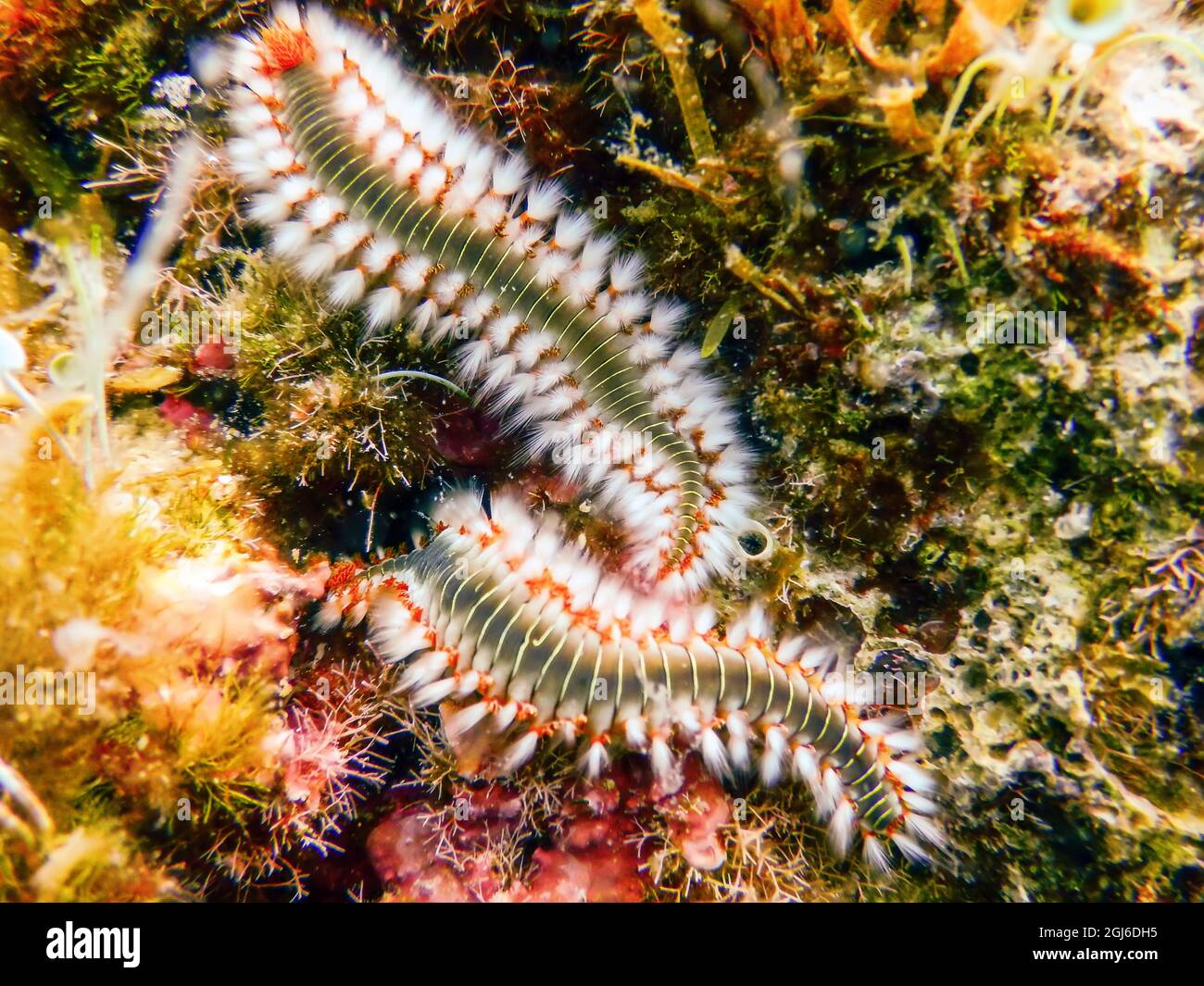Bearded Fireworm (Hermodice carunculata) Underwater Mediterranean Sea ...