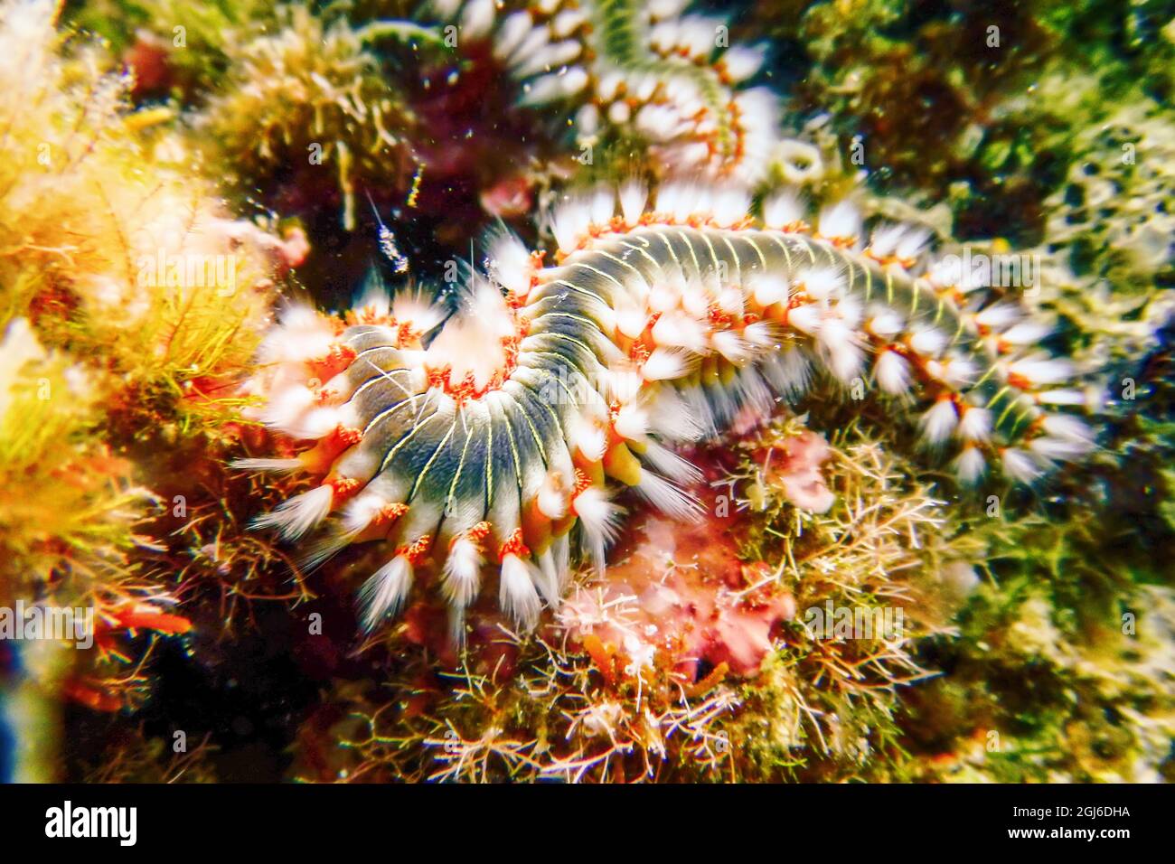 Bearded Fireworm (Hermodice carunculata) Underwater Mediterranean Sea ...