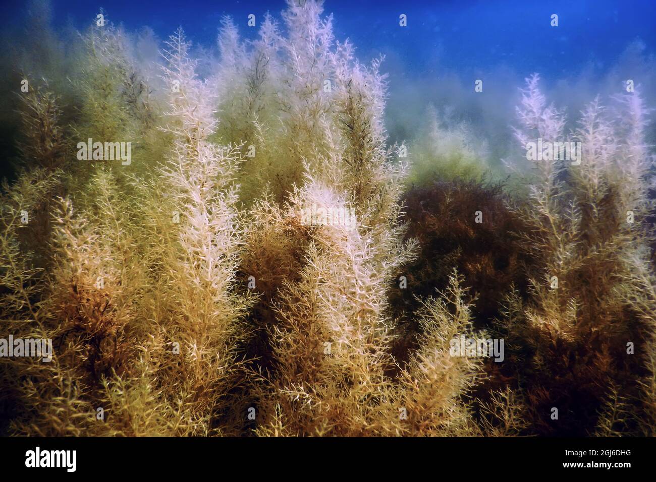 Forest of Seaweed, Seaweed Underwater, Underwater Scene Stock Photo - Alamy