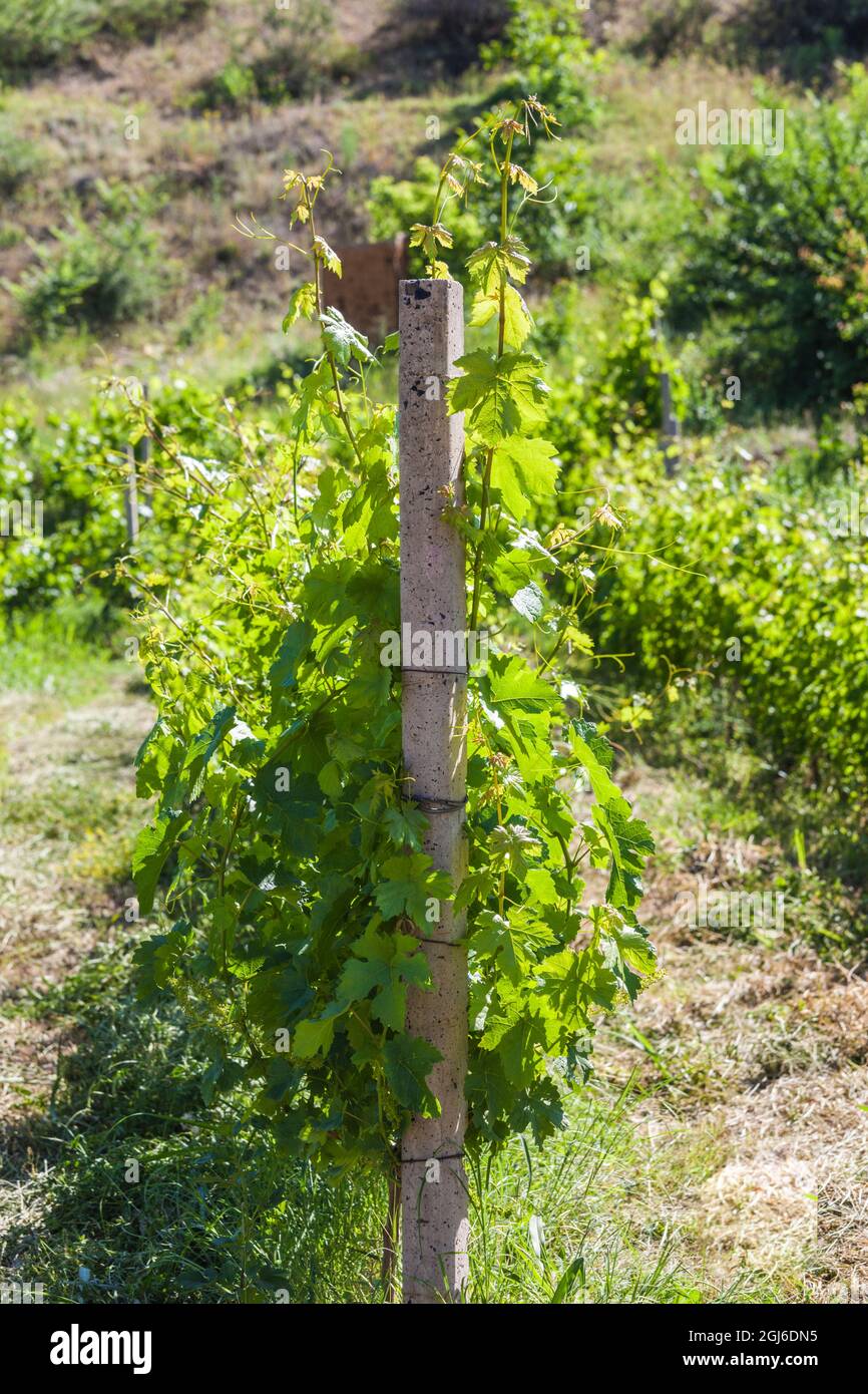 Armenia, Areni. Vineyard Stock Photo - Alamy