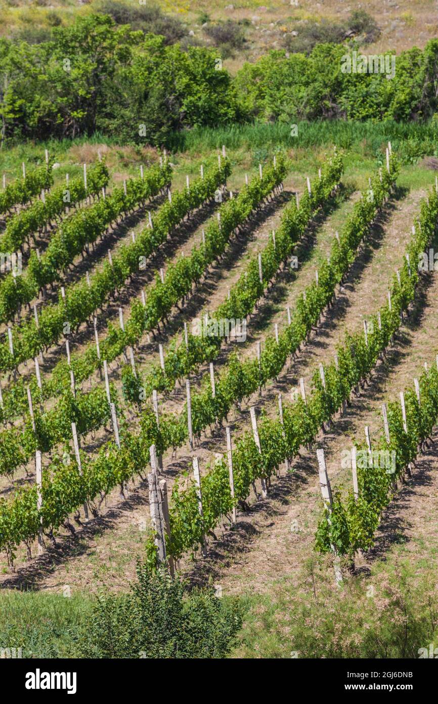 Armenia, Areni. Vineyard Stock Photo - Alamy