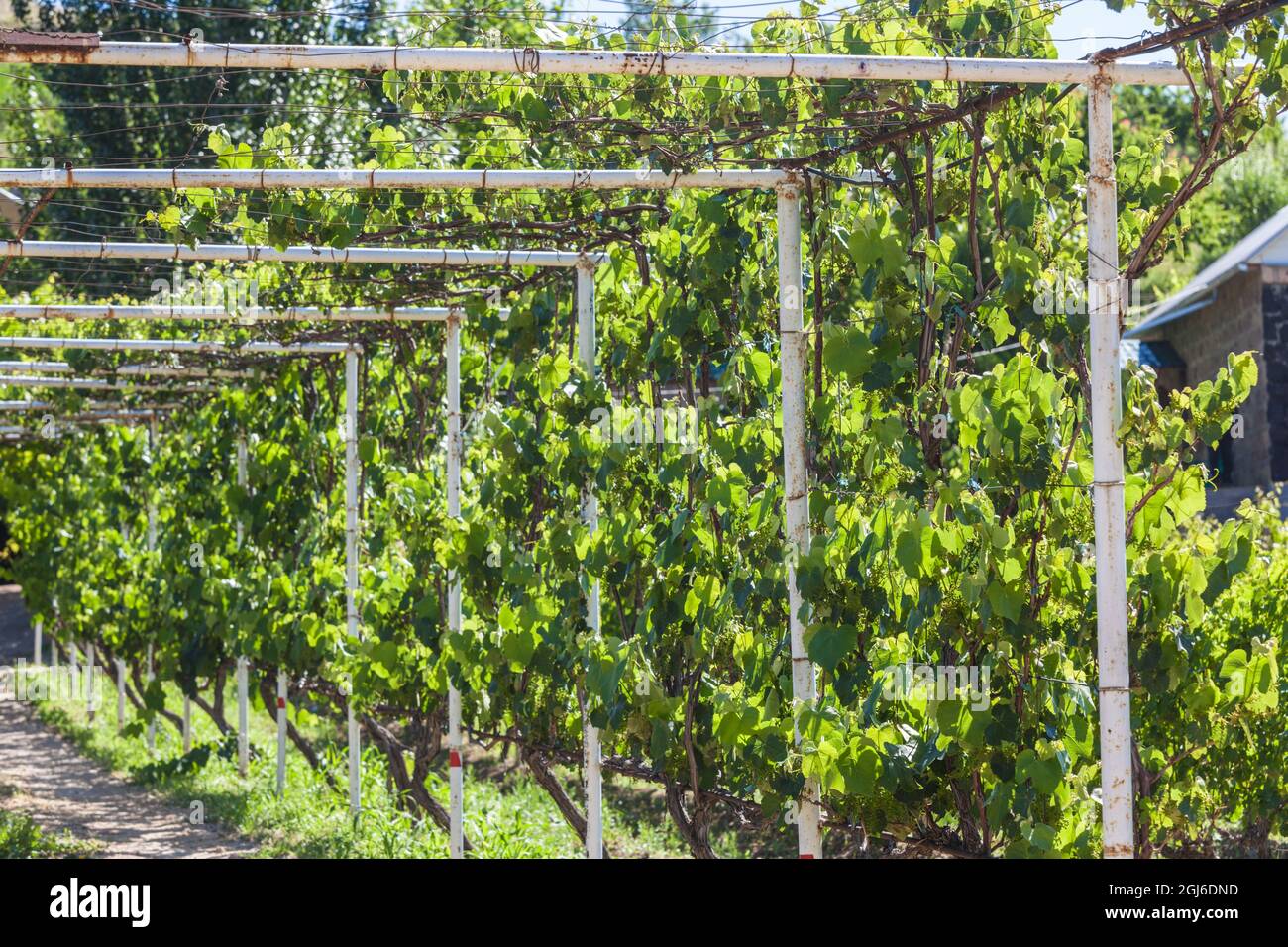 Armenia, Areni. Vineyard Stock Photo - Alamy