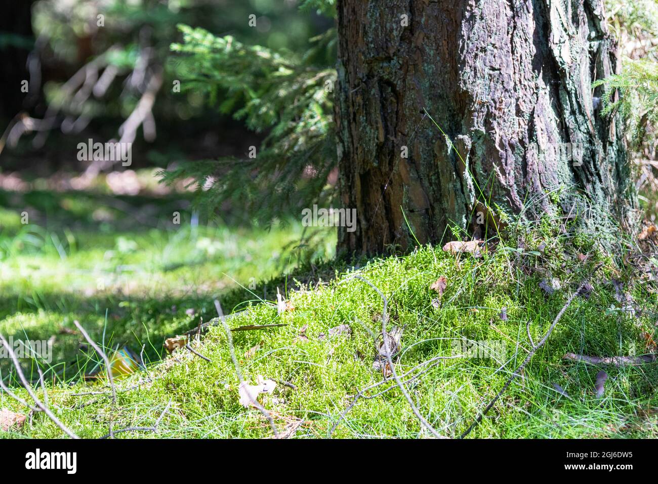 view of green moss covering the roots of a tree and the trunk of a tree ...