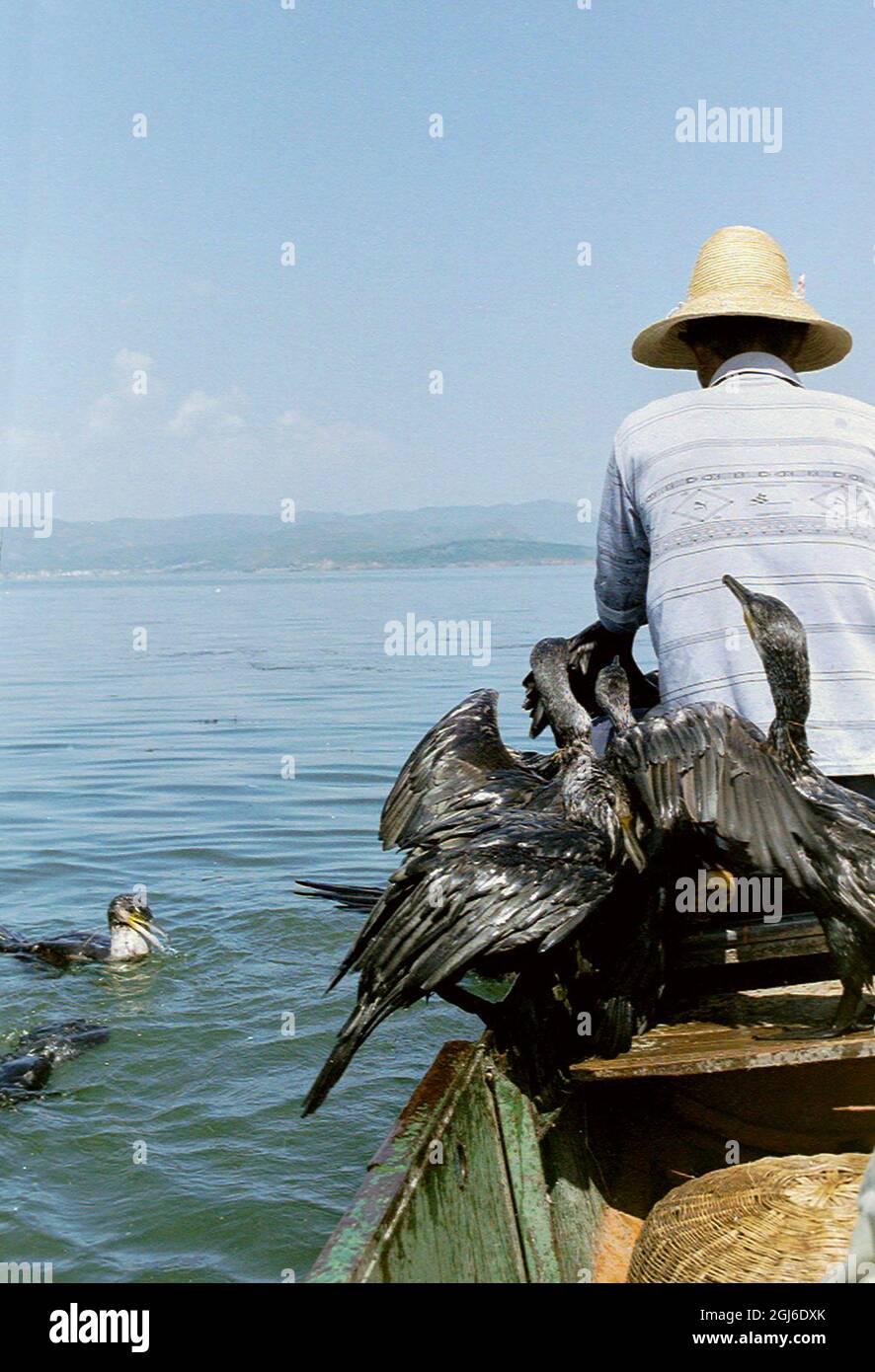 Chinese fisherman with cormorants in and out of boat in Yunan ...