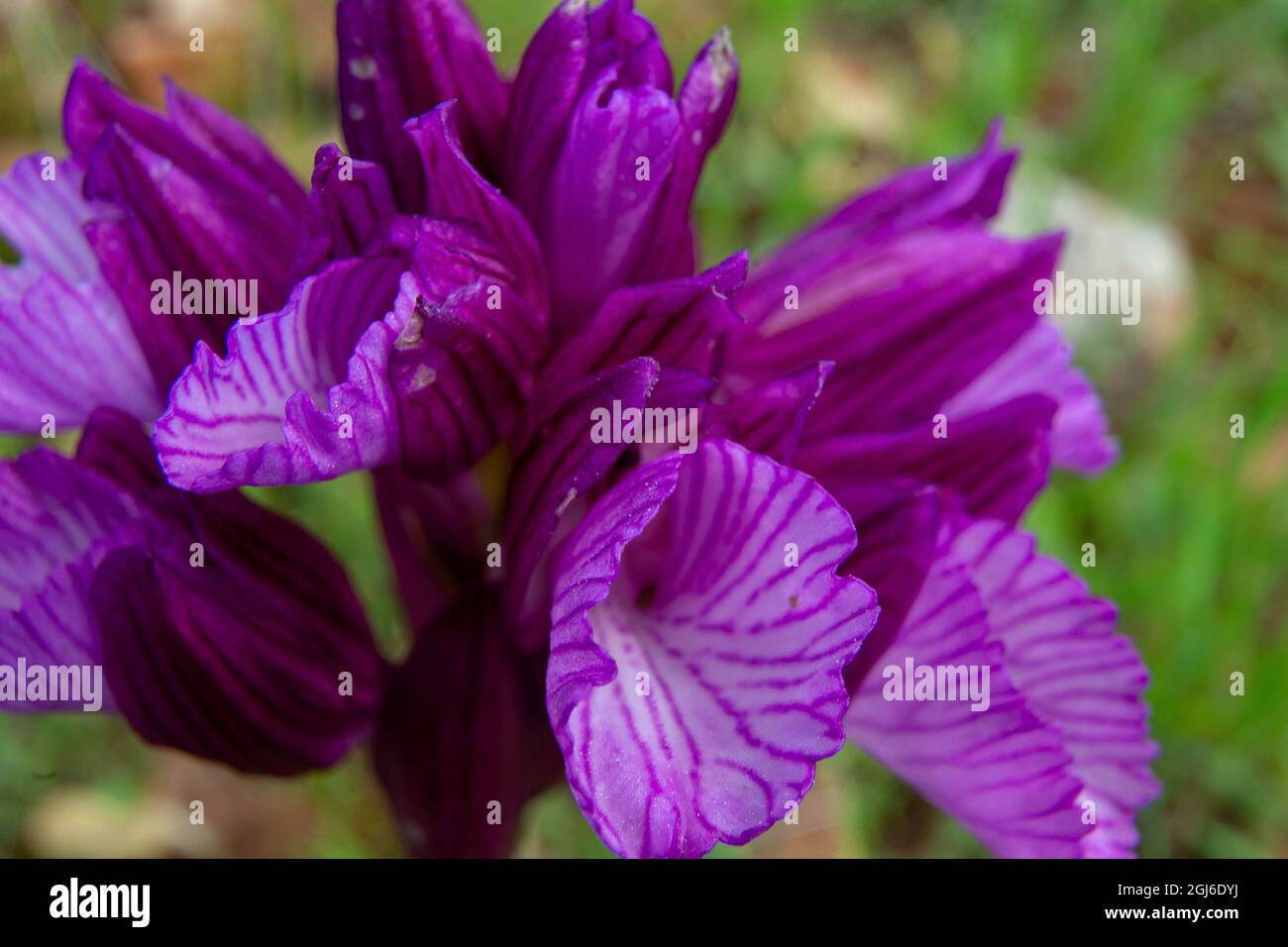 Orchis papilionacea. Pink butterfly orchid Stock Photo - Alamy