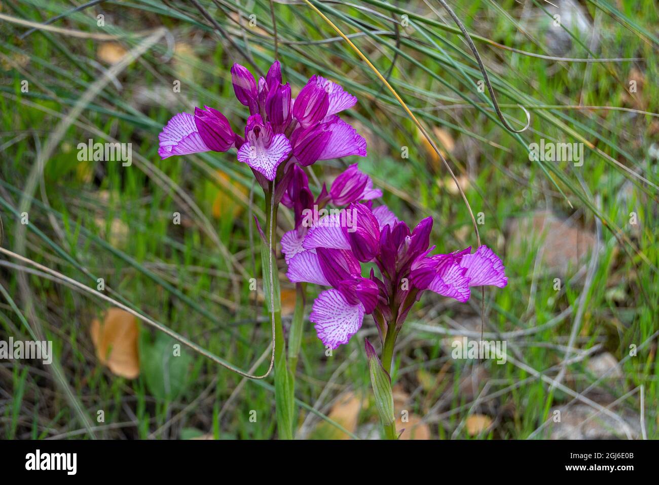 Orchis papilionacea. Pink butterfly orchid Stock Photo - Alamy