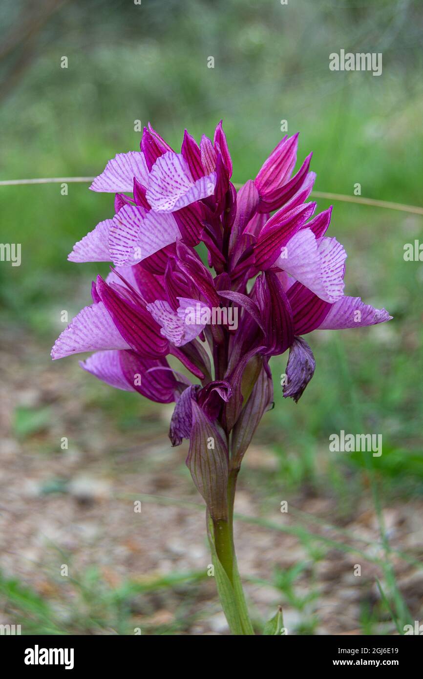 Orchis papilionacea. Pink butterfly orchid Stock Photo - Alamy