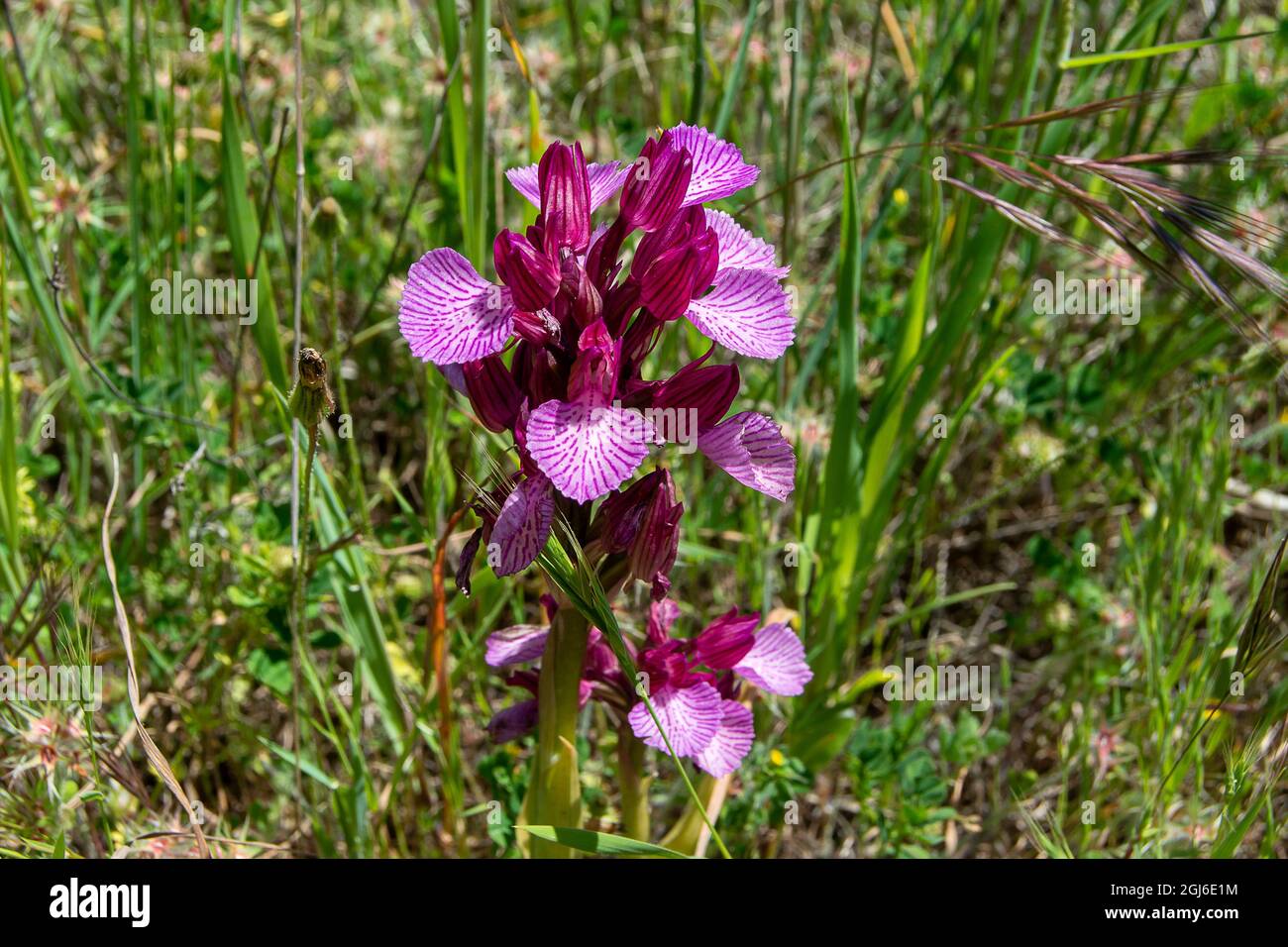 Orchis papilionacea. Pink butterfly orchid Stock Photo - Alamy