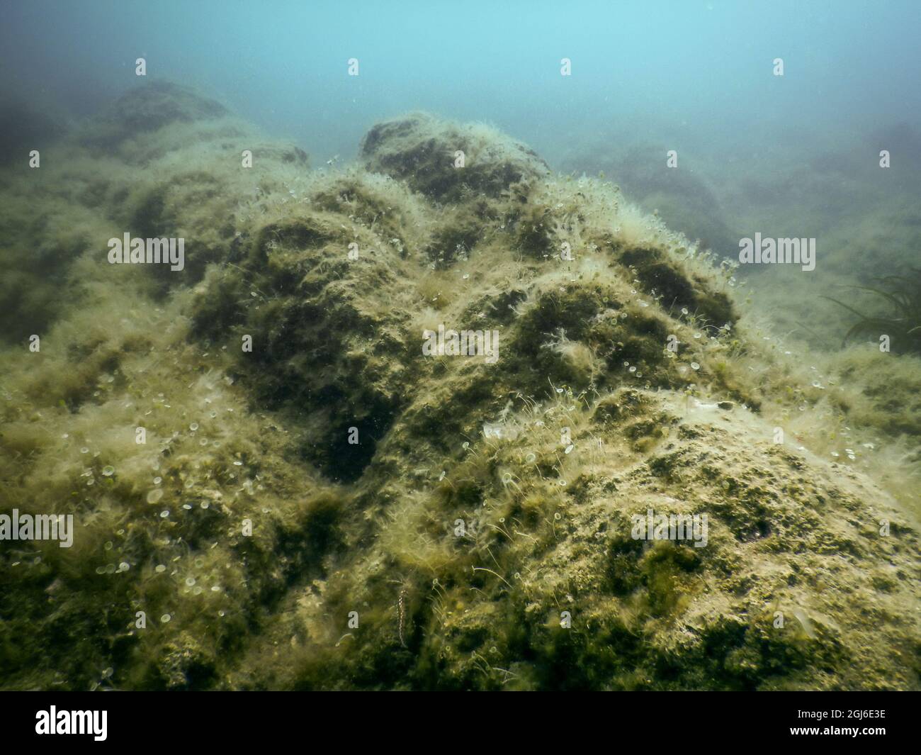 Forest of Seaweed, Seaweed Underwater, Underwater Scene Stock Photo - Alamy