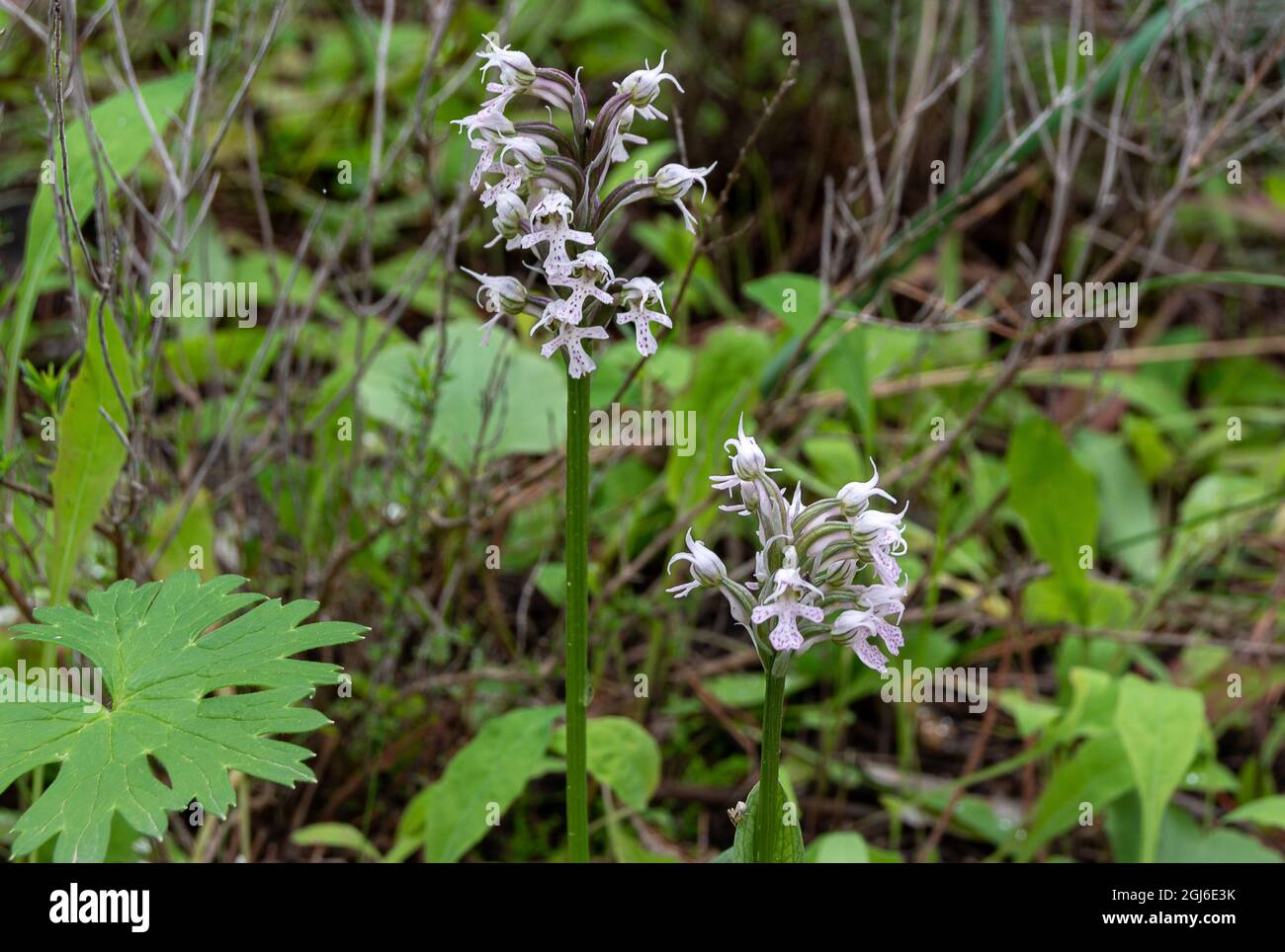 Neotinea tridentata. Orchis tridentata Stock Photo - Alamy