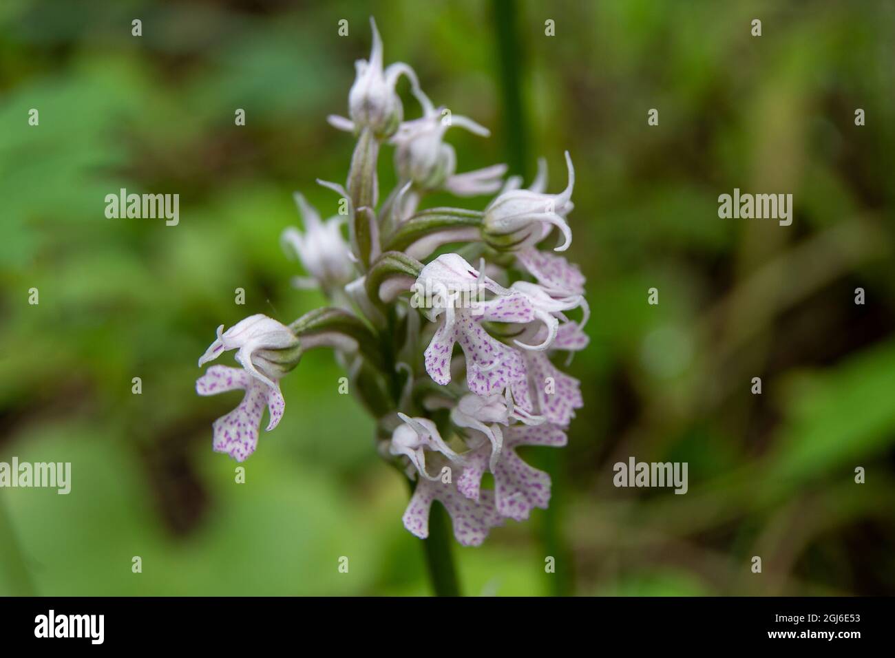 Neotinea tridentata. Orchis tridentata Stock Photo - Alamy