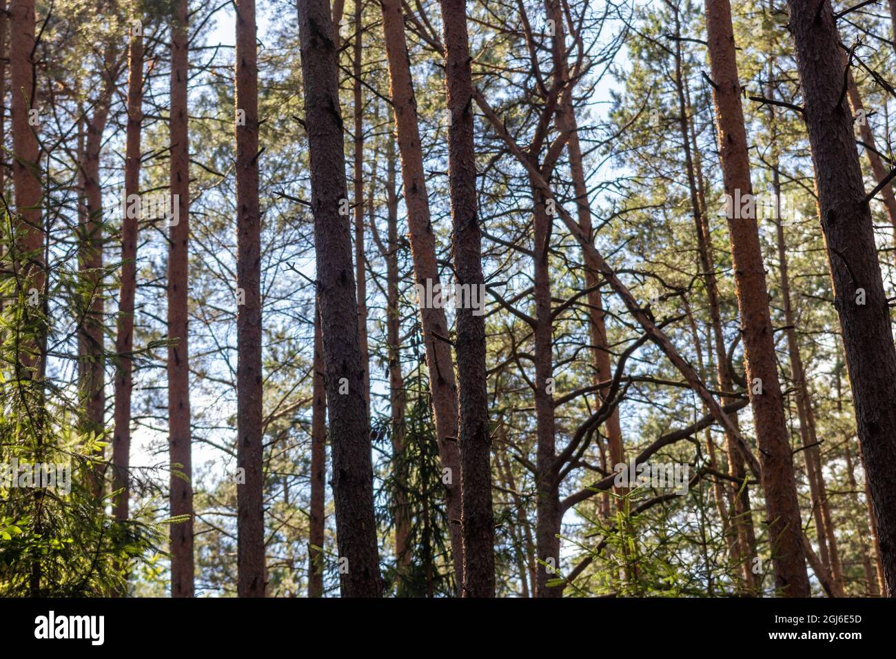 view of the forest with tall trees and sky in the background Stock ...